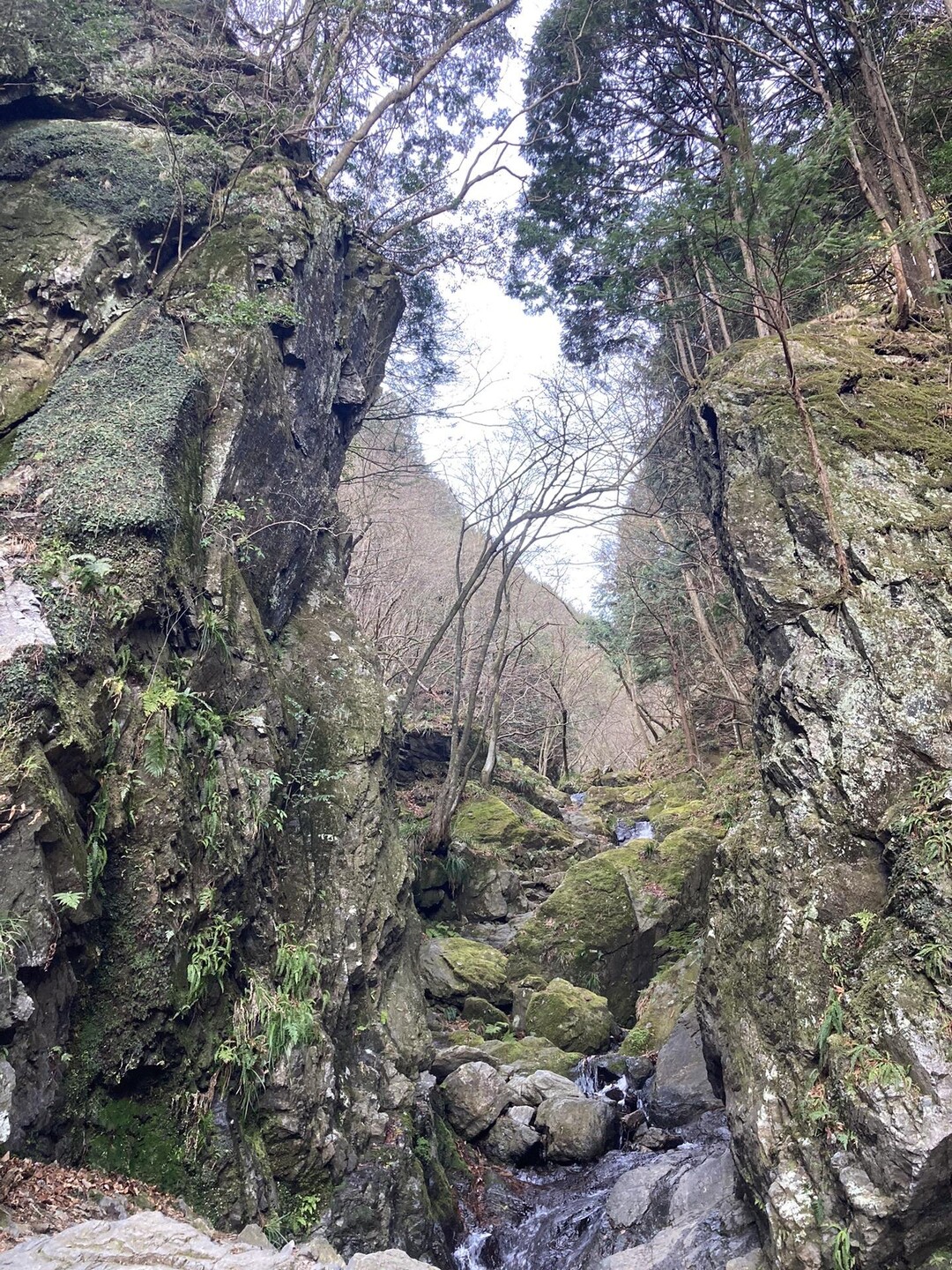 棒ノ折山 / minaさんの棒ノ折山（棒ノ嶺）の活動データ | YAMAP / ヤマップ