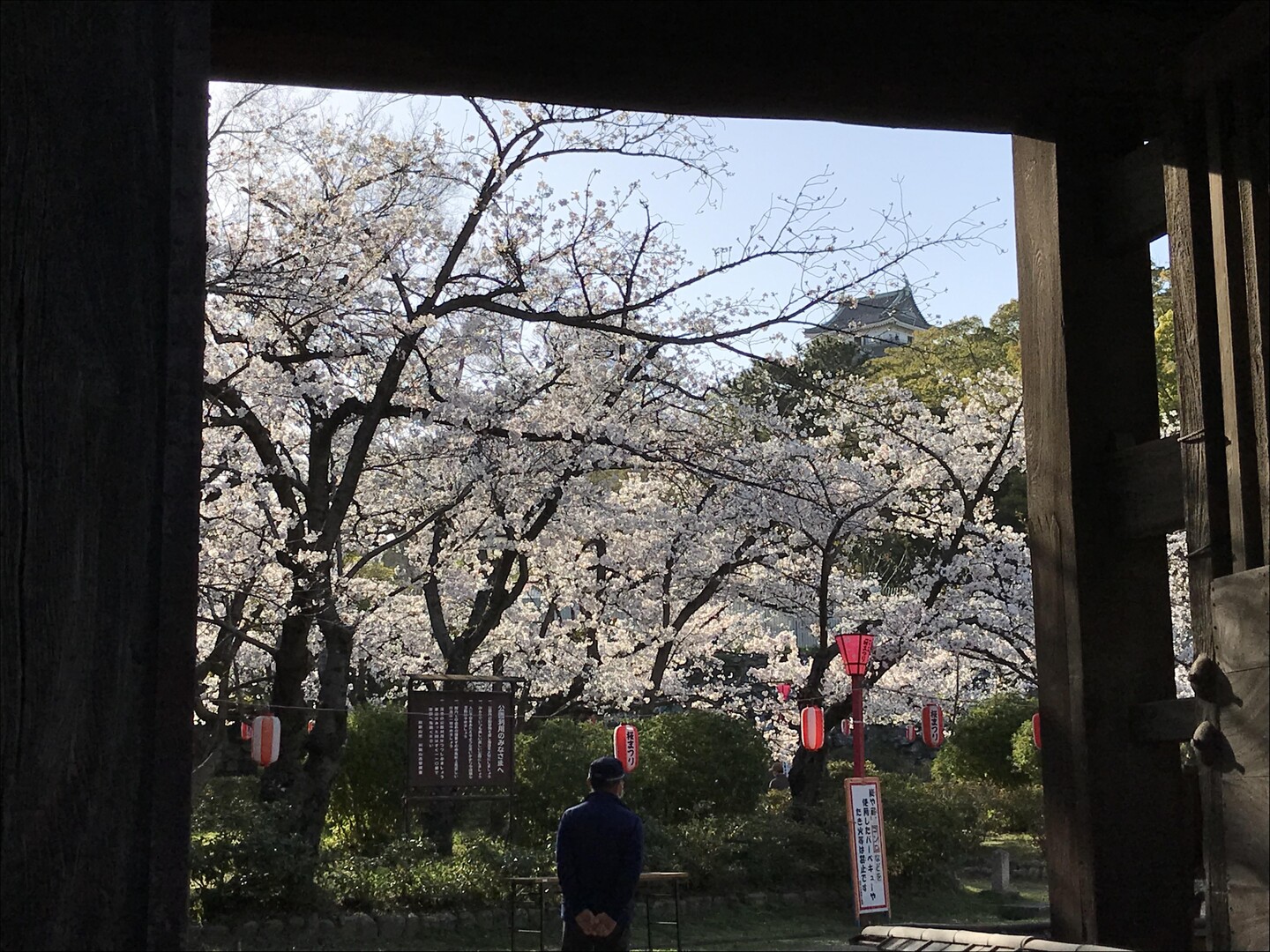 2023.3.28 今日の桜満開の和歌山... / yamamurasakiさんのモーメント | YAMAP / ヤマップ