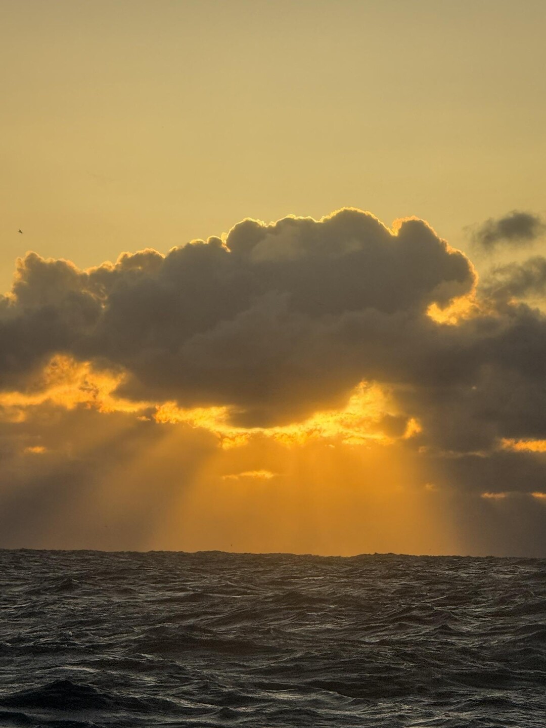 金華山で初日の出🌅 / chi-zuさんの金華山・牡鹿半島の活動データ | YAMAP / ヤマップ