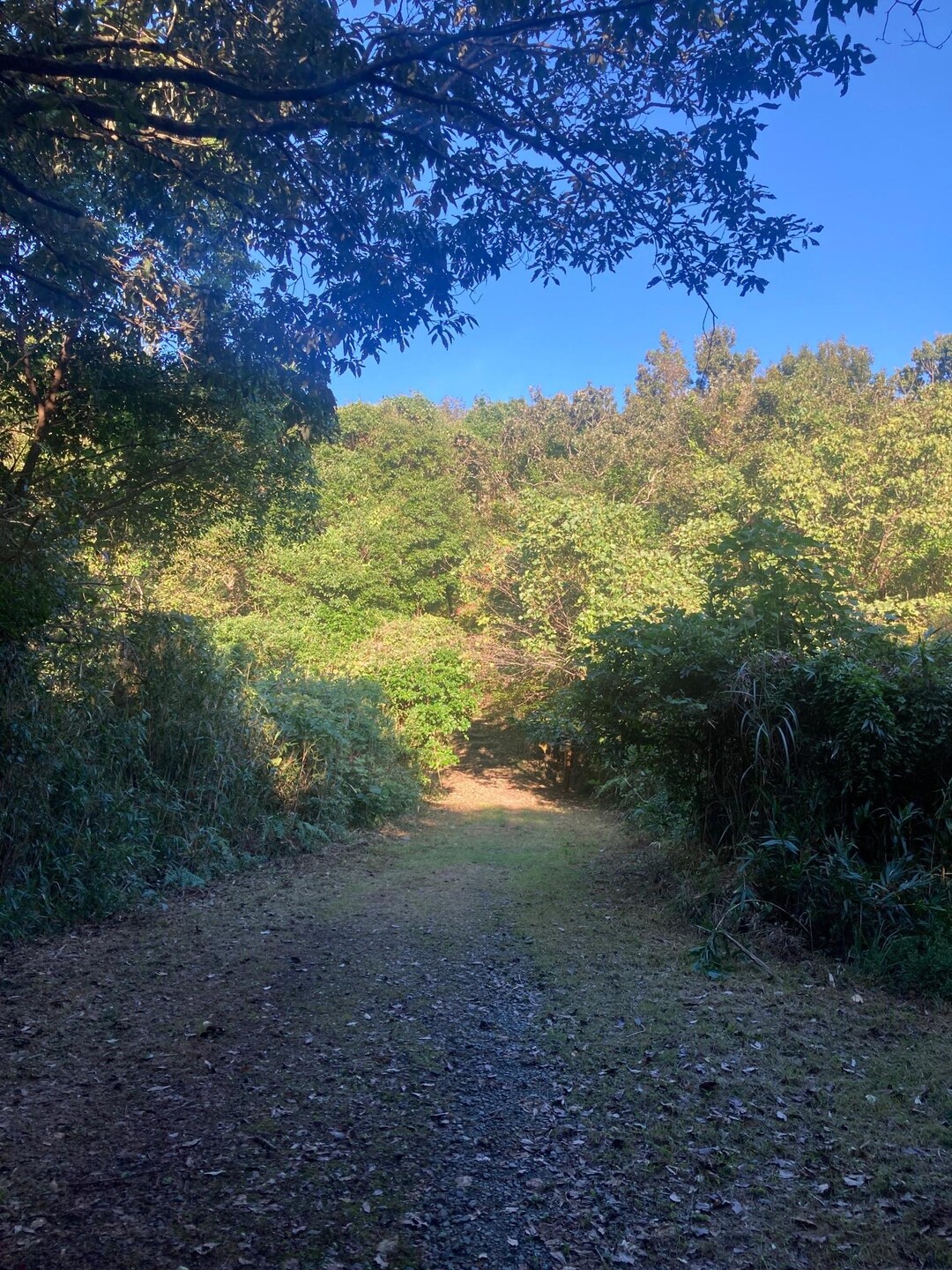 小岱山〜大きく周回 / tunepswさんの小岱山（筒ヶ岳）・観音岳・丸山の活動データ | YAMAP / ヤマップ