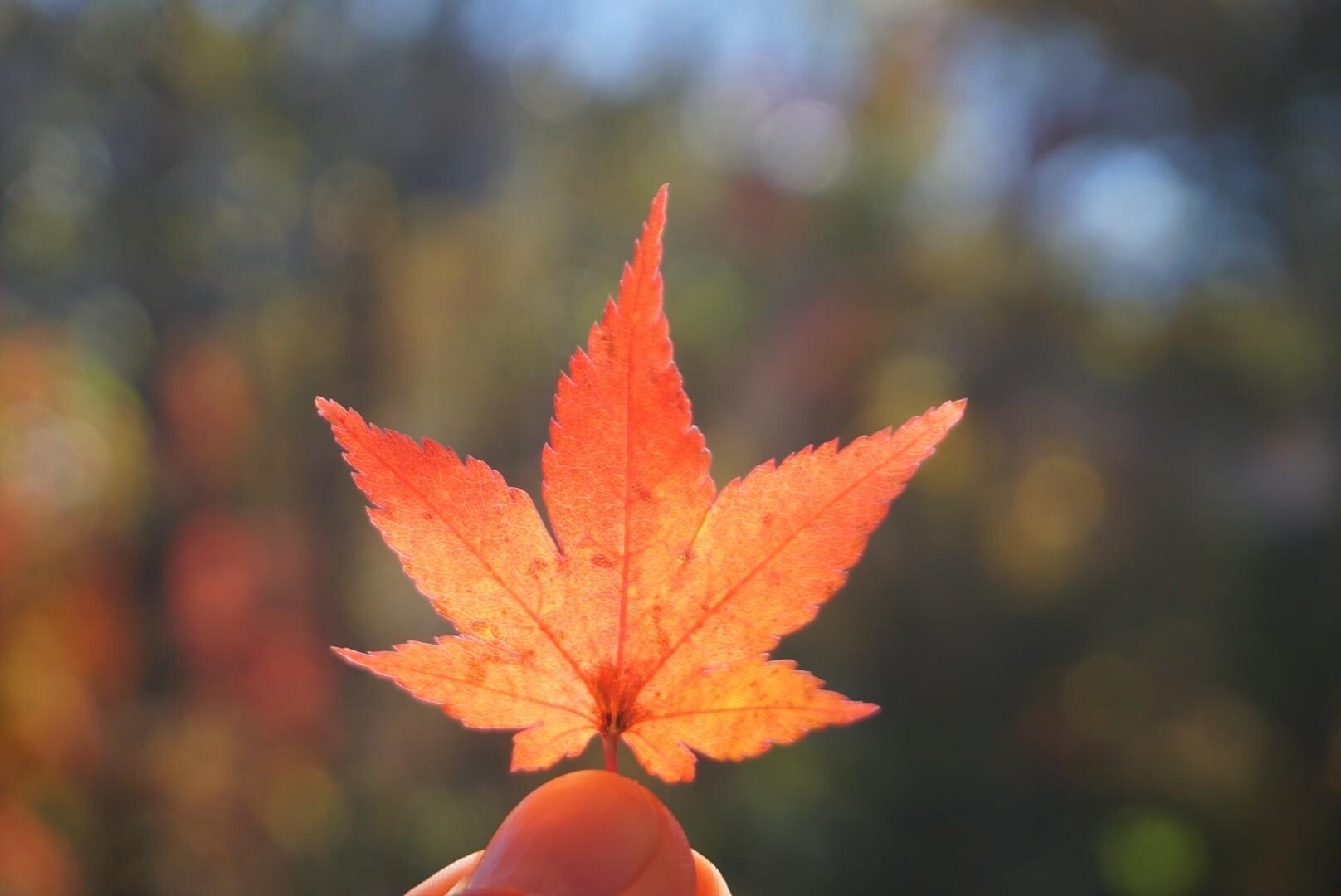 左膝半月板損傷の疑い 週末MRI撮影して... / ちばちば【半月板手術リハビリ中】さんのモーメント | YAMAP / ヤマップ