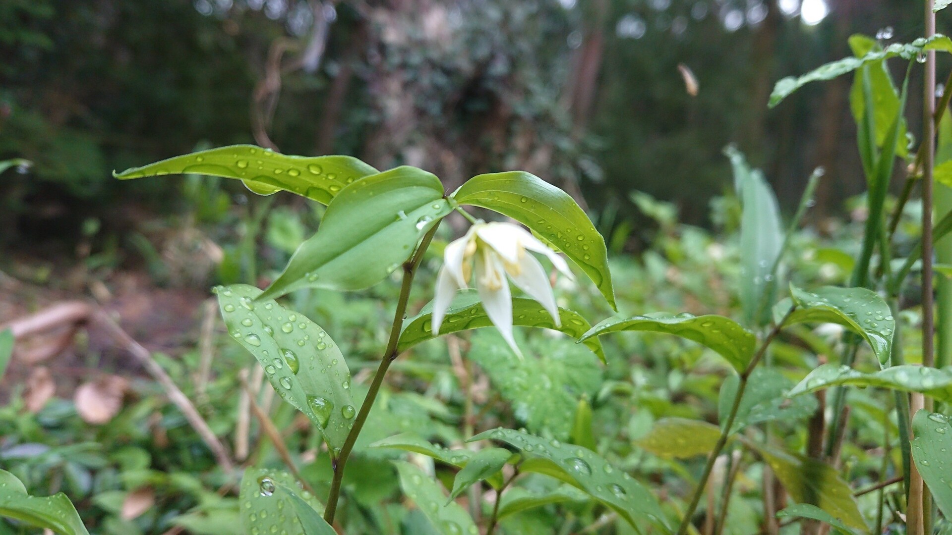 待ちに待っていたチゴユリです。ピンボケで... / Detuさんのモーメント | YAMAP / ヤマップ
