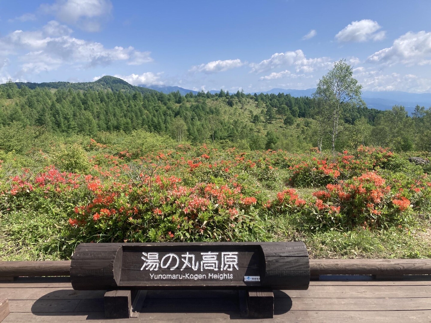 湯の丸山 / uraraさんのウォーキングの活動データ | YAMAP / ヤマップ