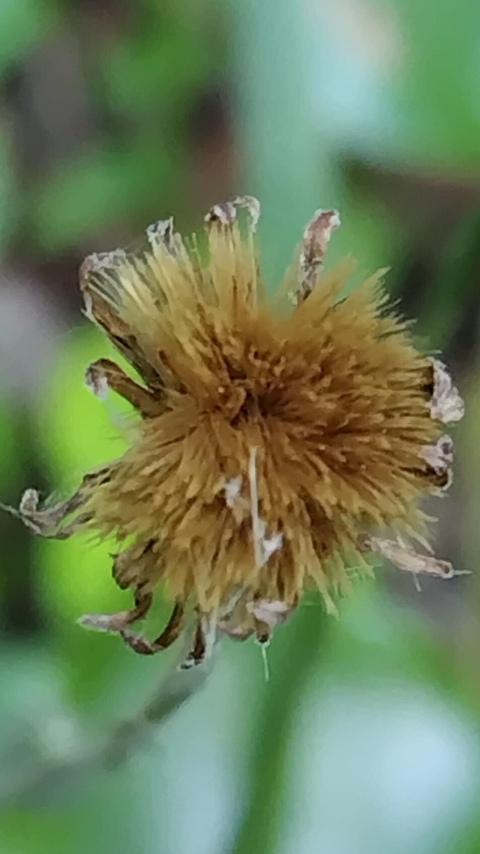 荒神山 朝活 ☀ 🌺センボンヤリ（秋... / シミダスさんのモーメント | YAMAP / ヤマップ