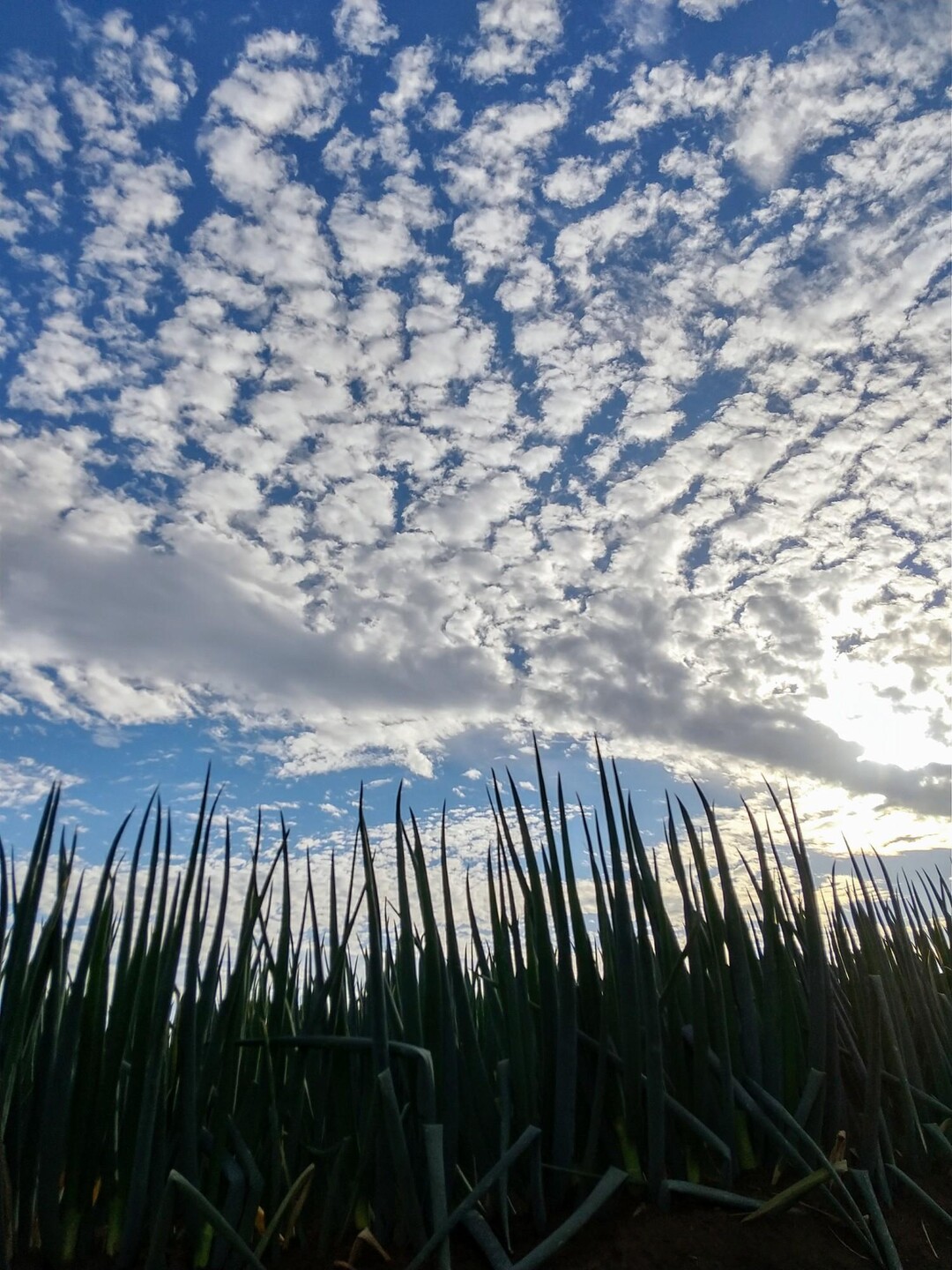 NW 8.4Km.じゅんさい池2023-11-23 / GAKU-SANさんの松戸市の活動データ | YAMAP / ヤマップ
