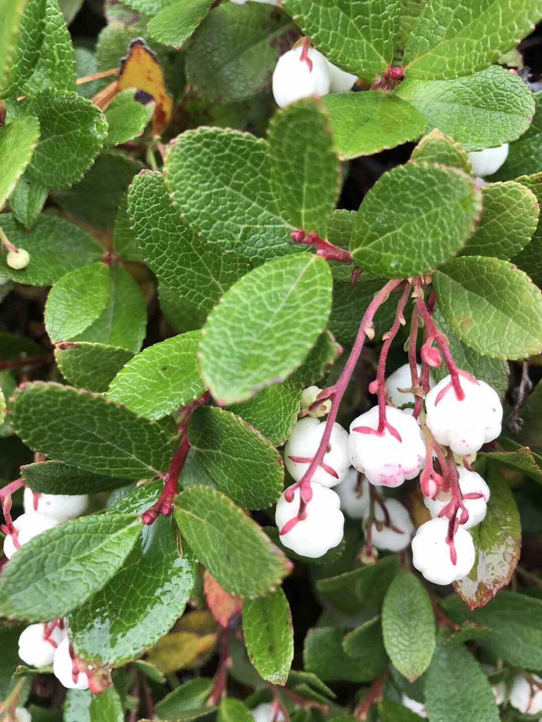 10月上旬 一切経山 シラタマノキ(シロ... / YOLOさんのモーメント | YAMAP / ヤマップ