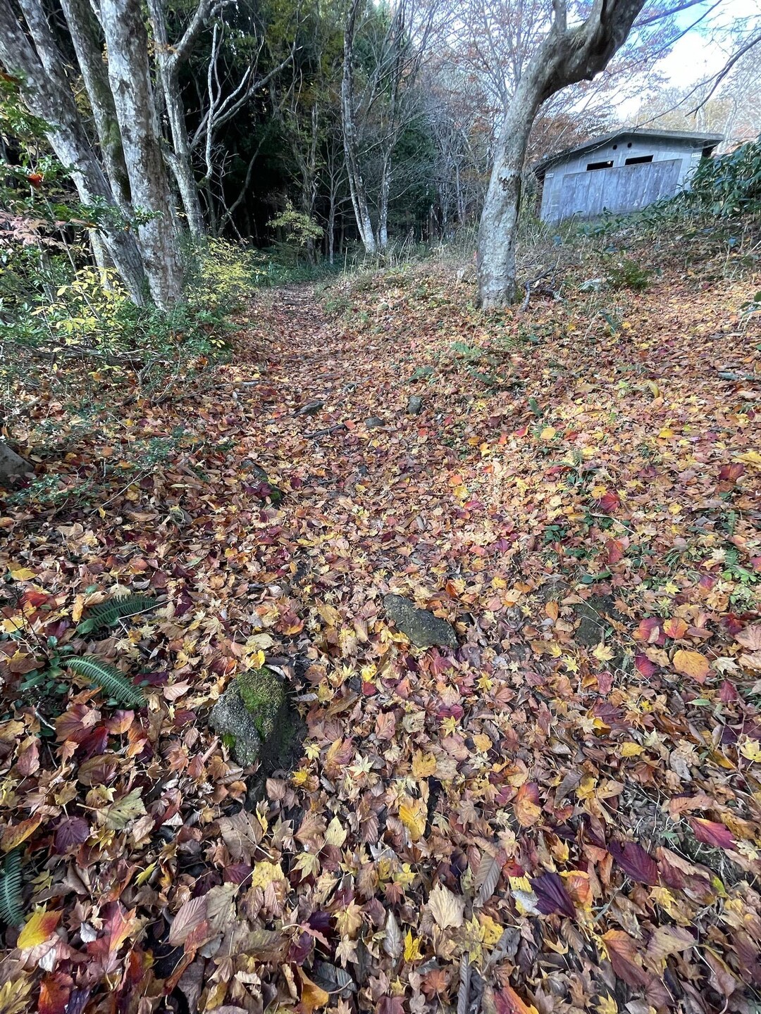 2024.11.13(水) 14:03 / kaoriさんのモーメント | YAMAP / ヤマップ