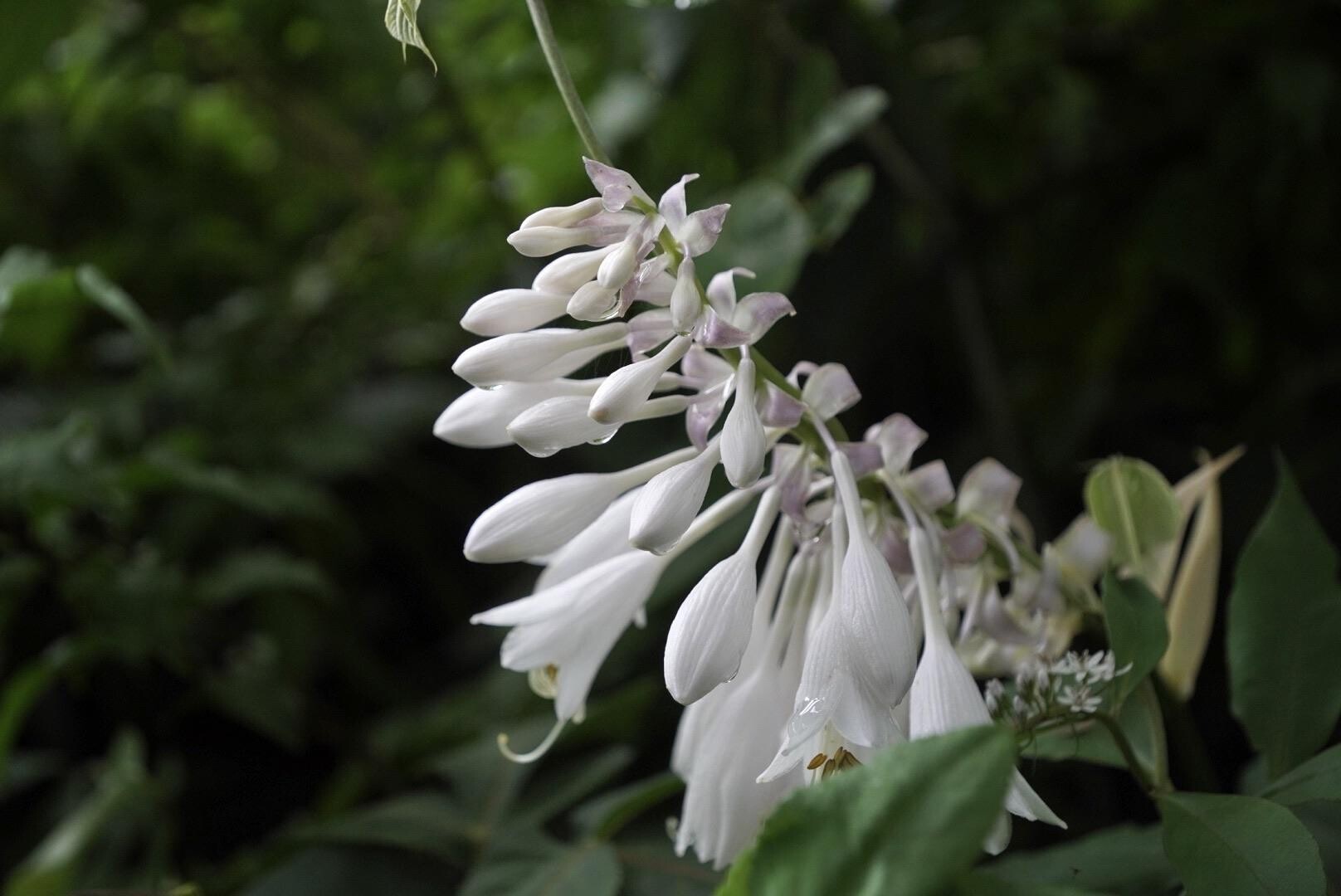 角田山 花活登山Ⅸ此の入沢コース⤴️灯台コース⤵️ / rirunaoさんの角田山の活動データ | YAMAP / ヤマップ
