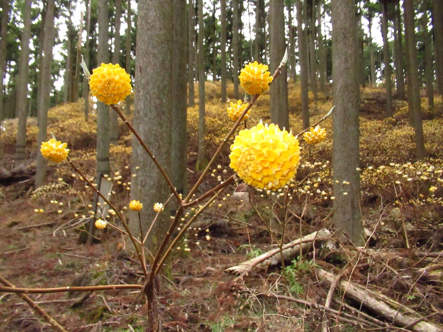 白鳥山 / Kazu.Muさんの白鳥山の活動日記 | YAMAP / ヤマップ