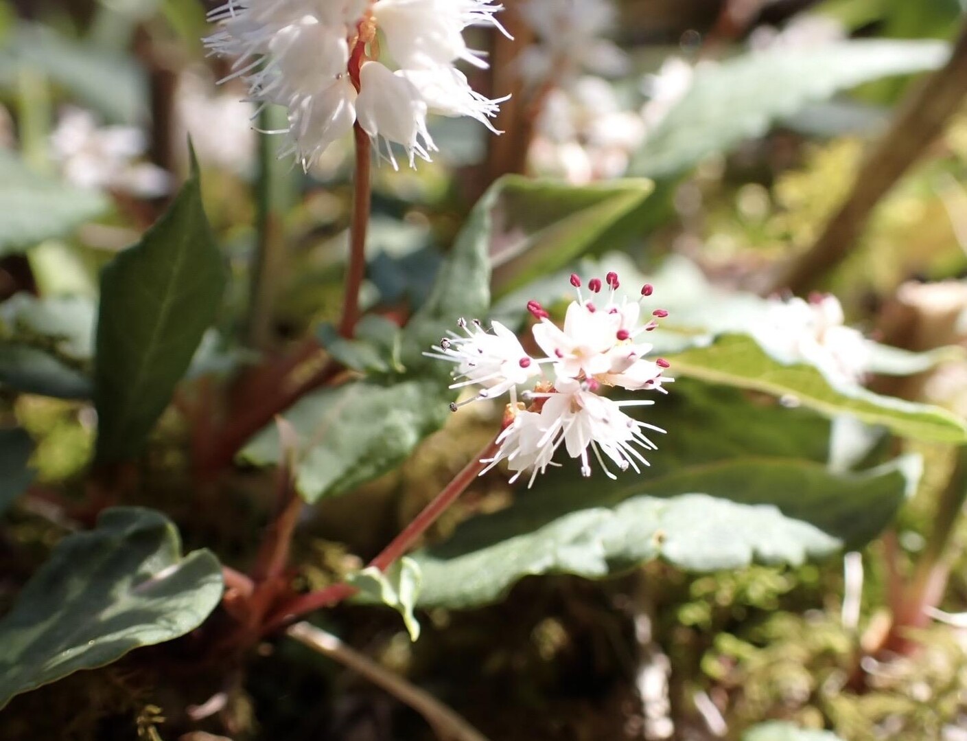 大日岳・金剛山 / MSKさんの金剛山・二上山・大和葛城山の活動データ | YAMAP / ヤマップ