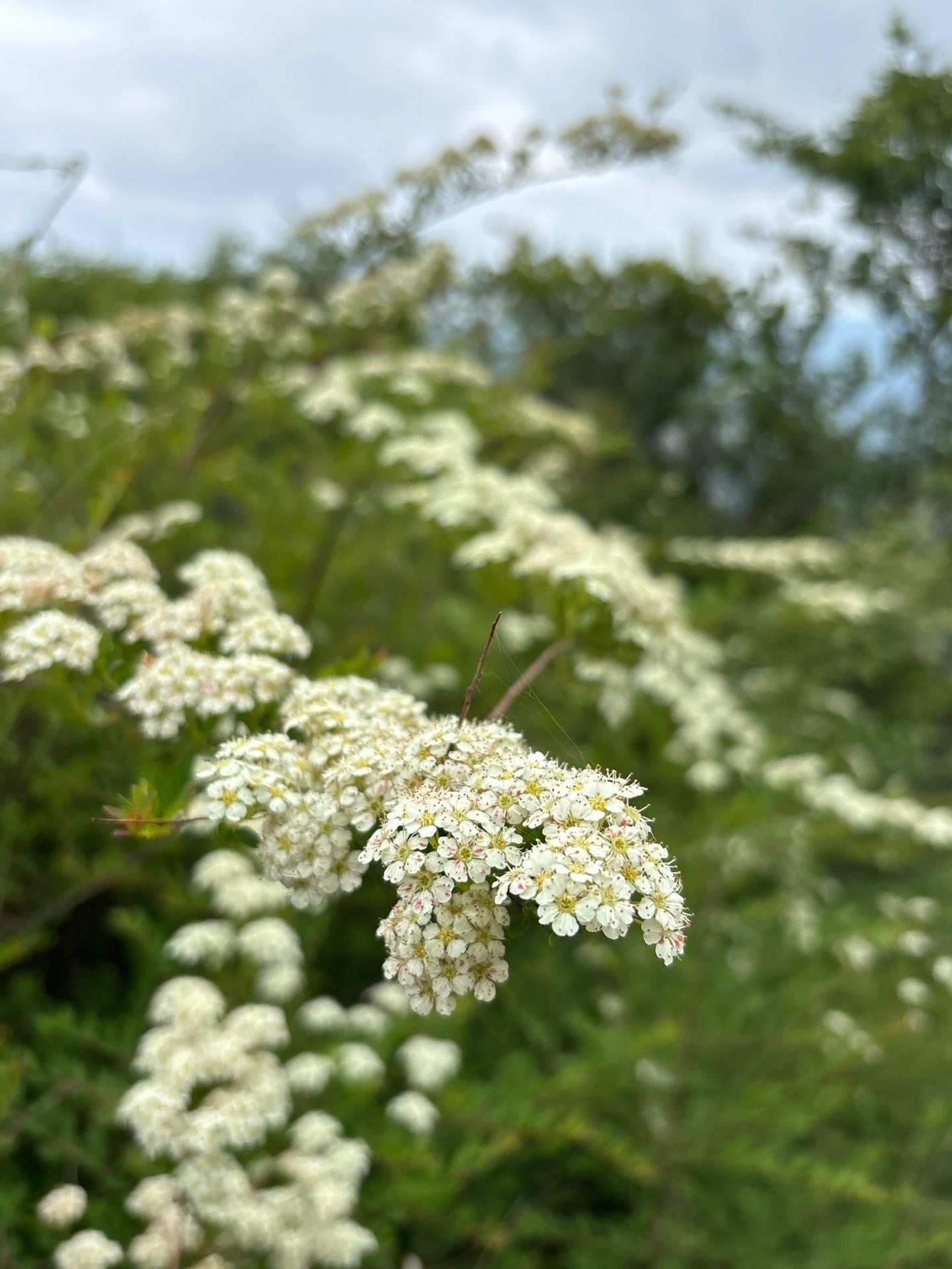 龍門山 クリーンハイク / do-yanさんの龍門山・飯盛山の活動データ | YAMAP / ヤマップ