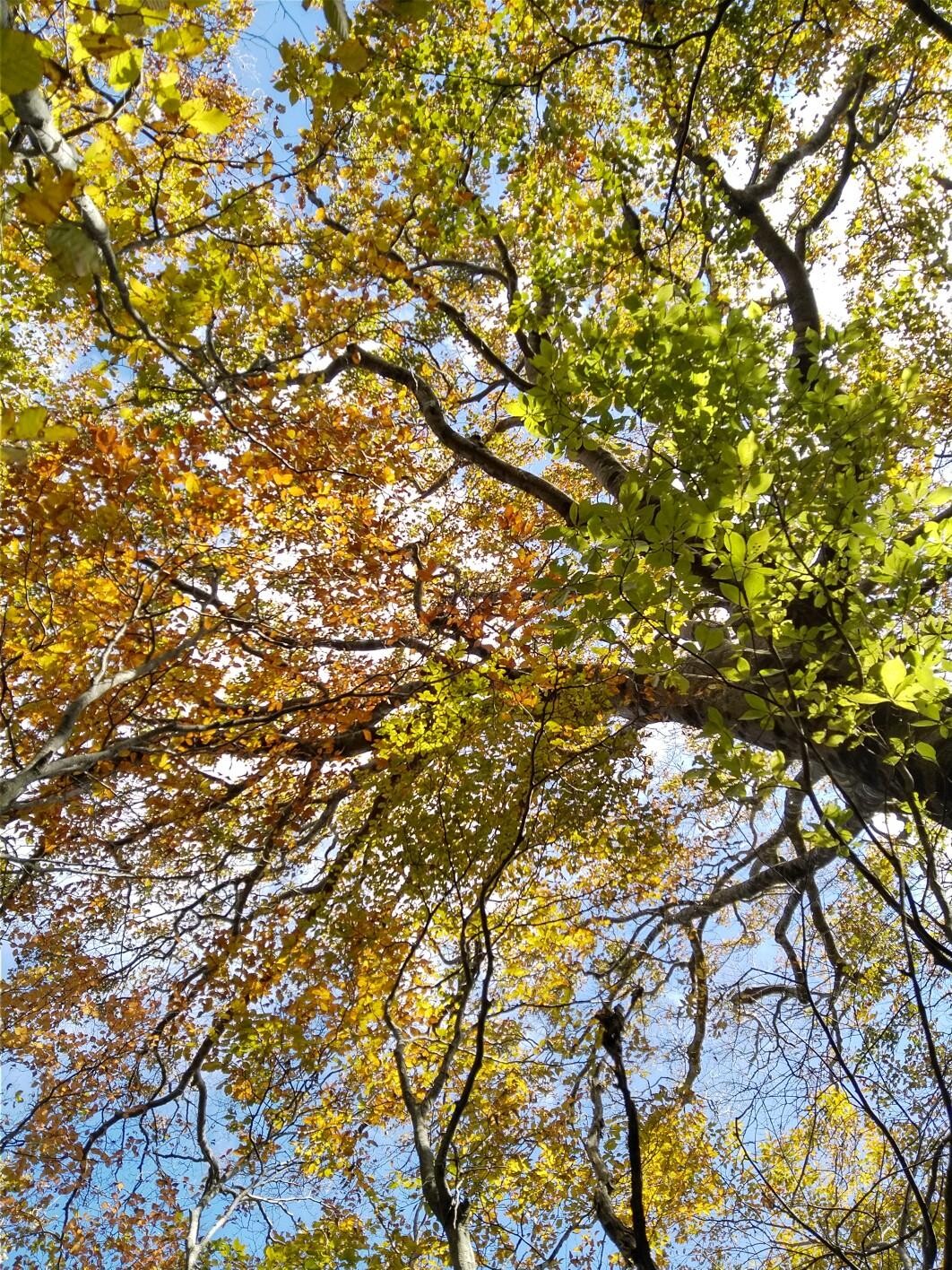 MIZUHO🍁COLORS / こーきちさんの天狗石山・阿佐山(安佐山)・三ツ石山の活動データ | YAMAP / ヤマップ