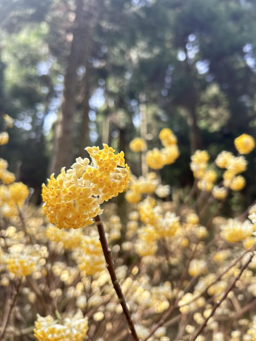 野倉のミツマタの森🌳 / ryu_ich1さんの福万山・大祖山・平家山の活動日記 | YAMAP / ヤマップ