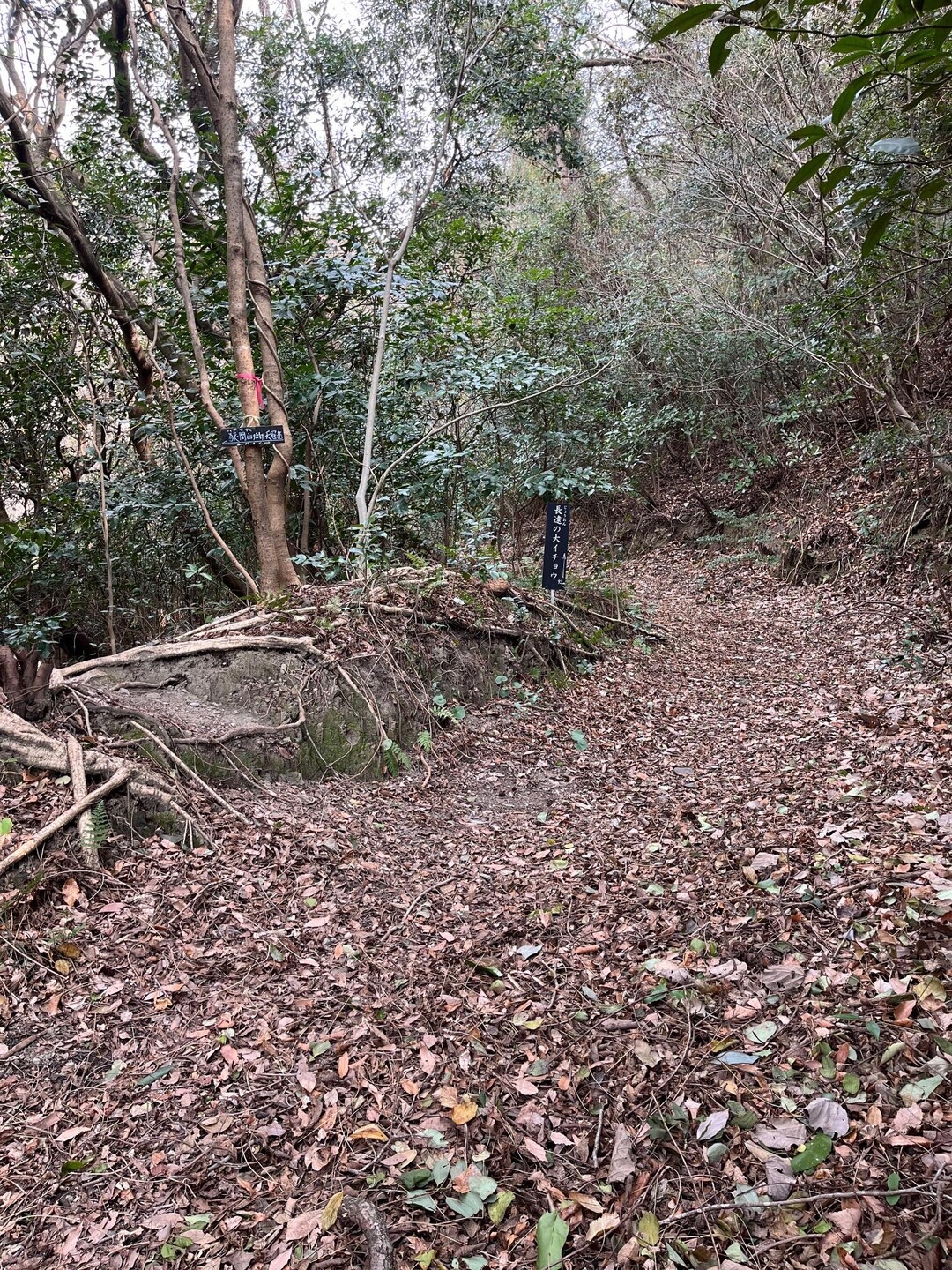 nekodakeさんの投稿したフィールドメモ | YAMAP / ヤマップ