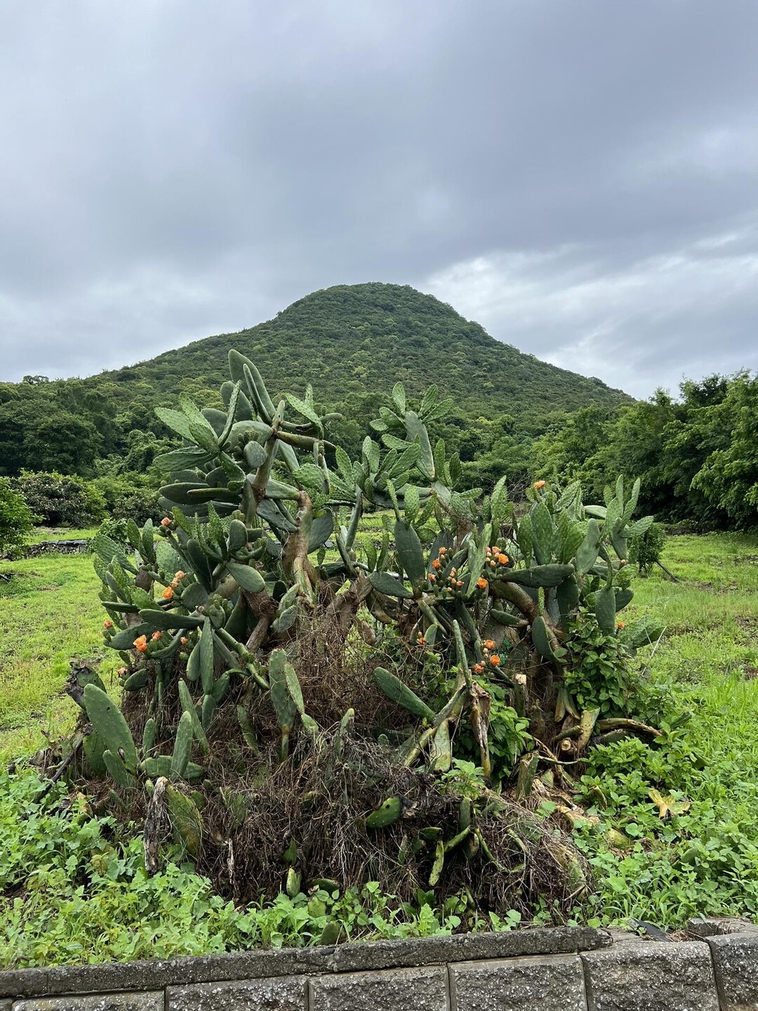 WOC登山部ソロ自主トレHM飯野山（讃岐富士） / iribito（いりびと）さんの飯野山（讃岐富士）の活動データ | YAMAP / ヤマップ