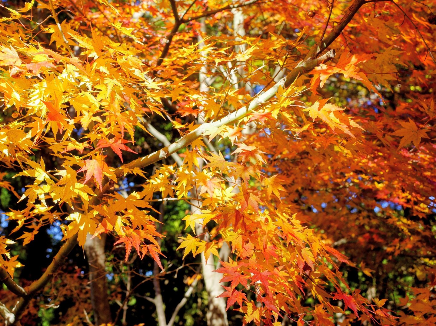南高尾セブンサミッツ / tatuさんの高尾山・陣馬山・景信山の活動データ | YAMAP / ヤマップ