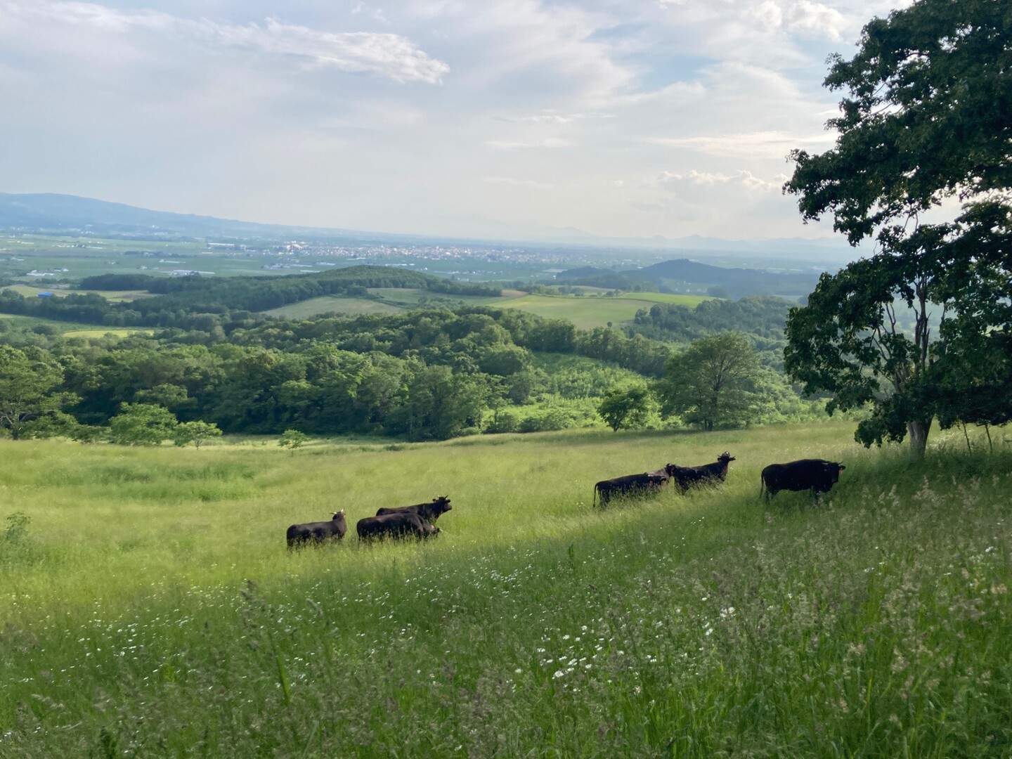 コップ山(深川市) / 島ちゃん(島.RC)🌈さんの音江山・沖里河山の活動日記 | YAMAP / ヤマップ
