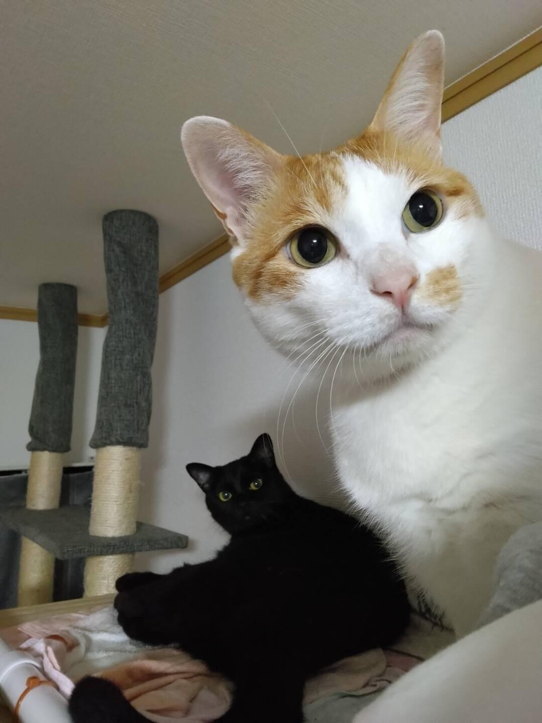 hachacha-umemeのページ | YAMAP / ヤマップ