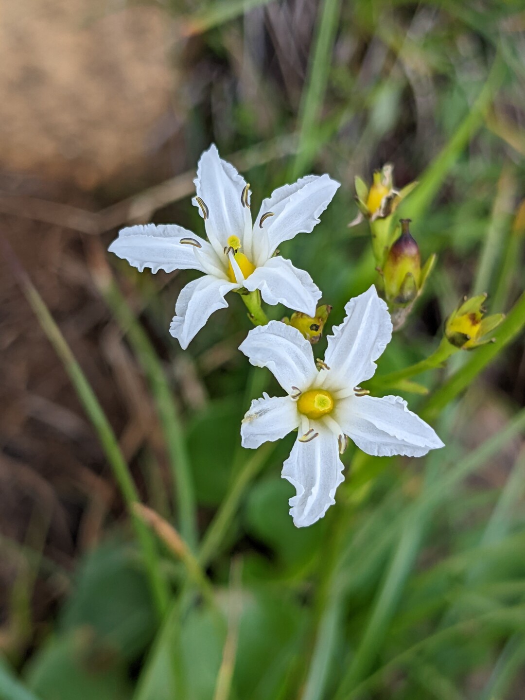 絶景🤩お花畑 🥰の至仏山 / ☆futa☆さんの尾瀬・燧ヶ岳の活動日記 | YAMAP / ヤマップ