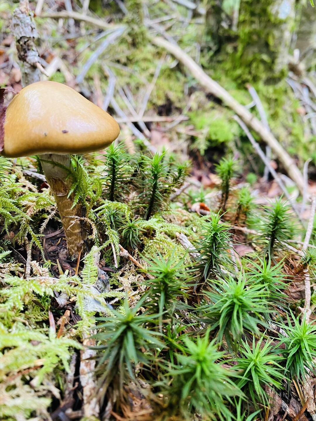 大河原峠からの周遊(蓼科山,北横岳,双子山) / yuma.aさんの蓼科山・横岳・縞枯山の活動データ | YAMAP / ヤマップ
