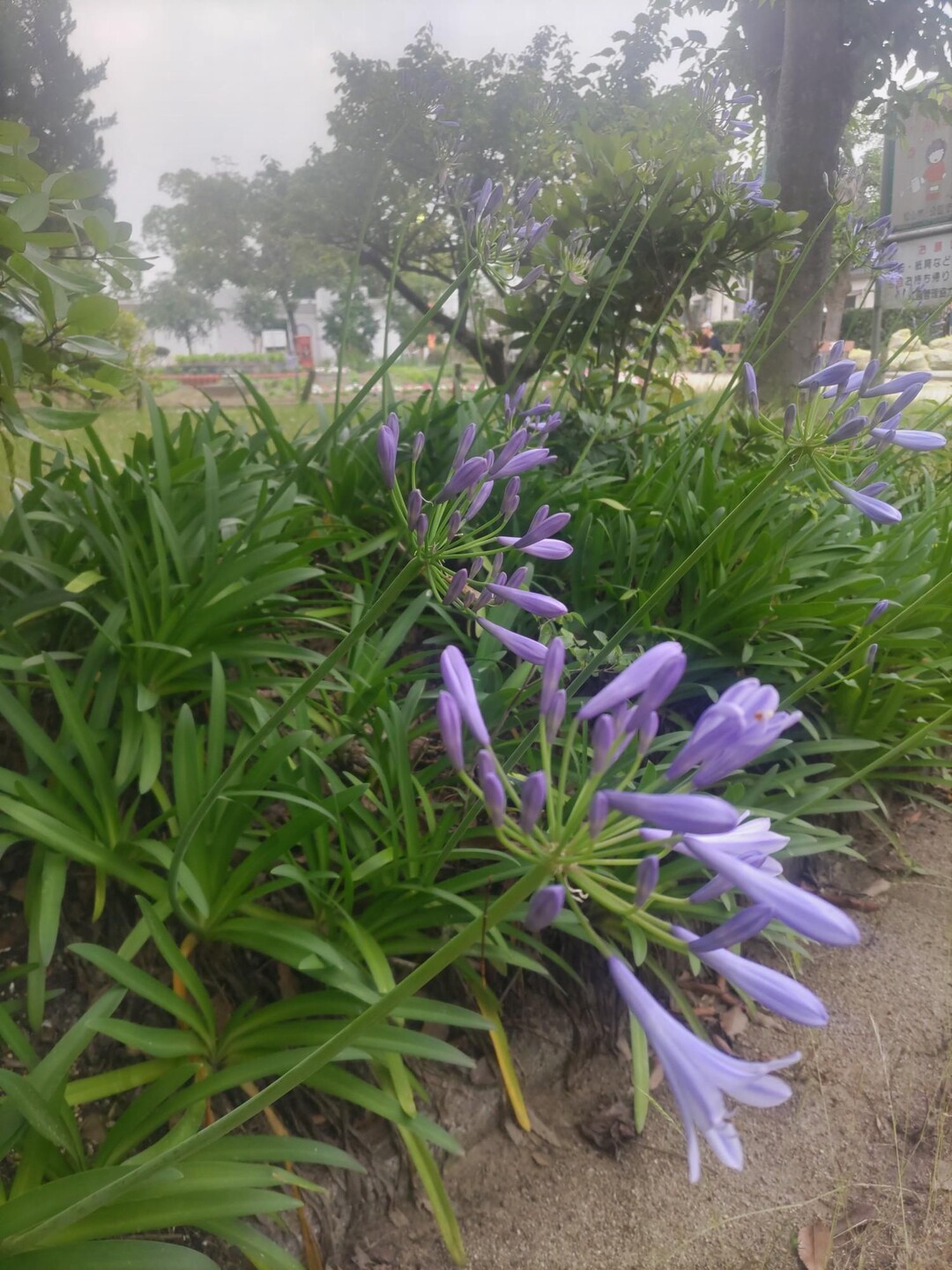 朝ウォーク＆ラン-2023-06-18 / w-miさんのランニングの活動データ | YAMAP / ヤマップ