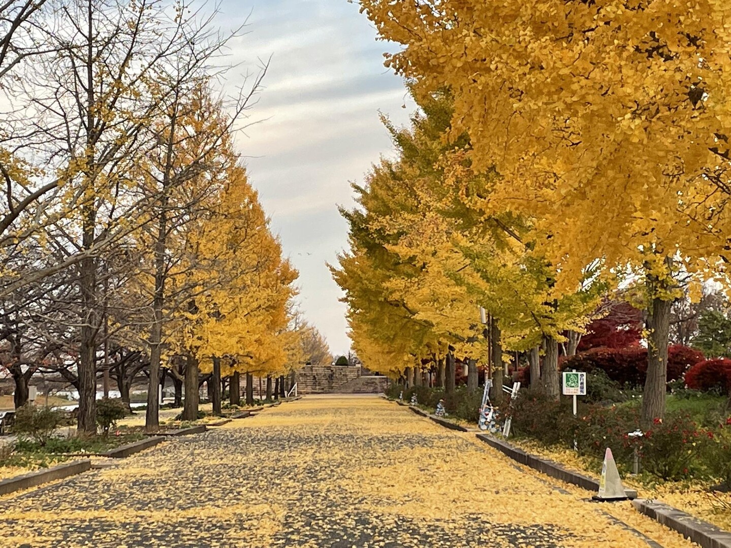 鳥屋野潟 R4 vol.4 夜明け / kaizaさんのウォーキングの活動データ | YAMAP / ヤマップ