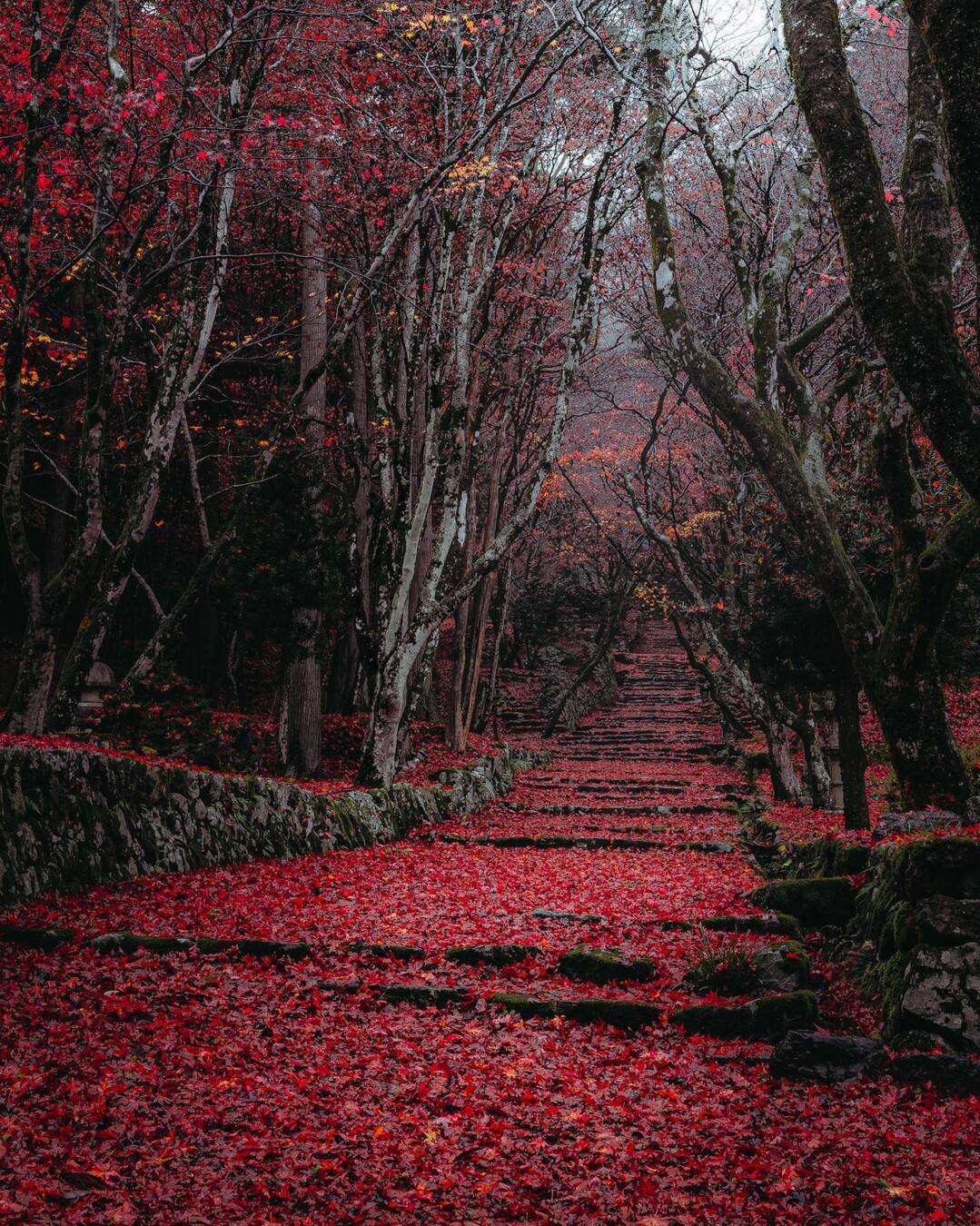 2024/12/8 鶏足寺 見頃は過ぎて... / shoさんのモーメント | YAMAP / ヤマップ