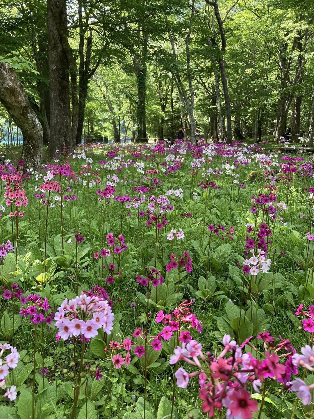 戦場ヶ原BW&ハイキング2024-06-17 / Hana Hana さんの男体山の活動データ | YAMAP / ヤマップ