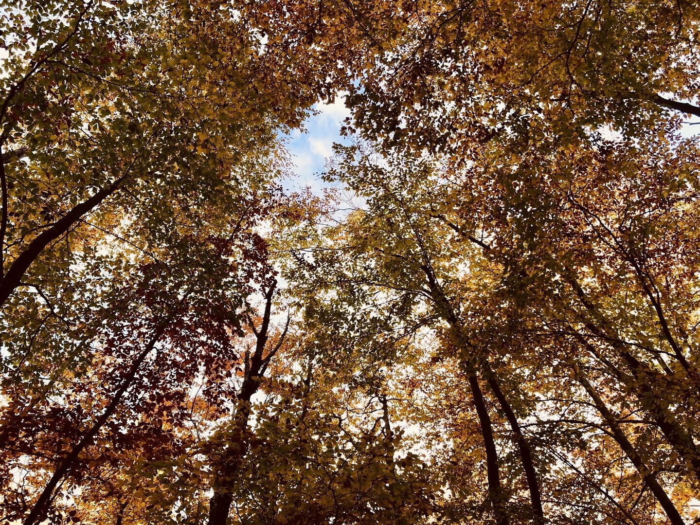 秋の恵み🍁 / 登 人 《 ITC-ONE 》さんの御在所岳（御在所山）・雨乞岳の活動データ | YAMAP / ヤマップ