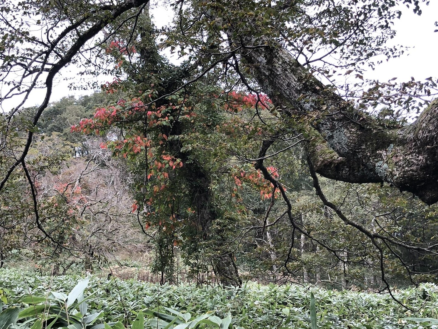 上白子反 やっとこピークGETちょっと怖い🥶 / 🐲ike.ike.ike-ponさんの鷲別岳（室蘭岳）・カムイヌプリの活動データ | YAMAP / ヤマップ