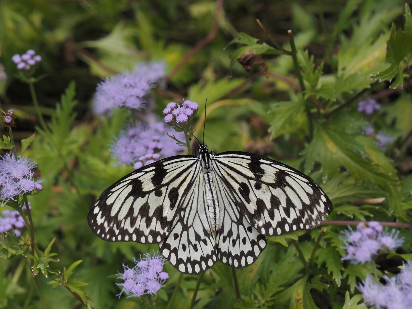 仕事で中国に行って来ました。4年ぶりの訪... / JICKさんのモーメント | YAMAP / ヤマップ