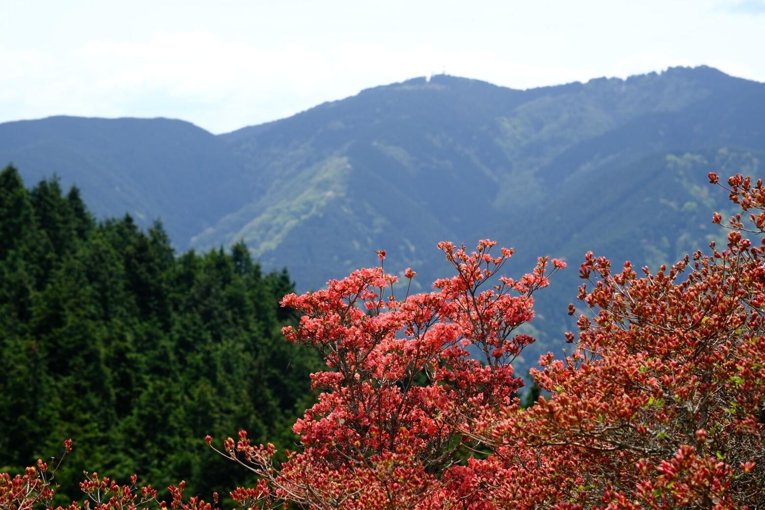 大和葛城山2024 / maiさんの金剛山・二上山・大和葛城山の活動データ | YAMAP / ヤマップ