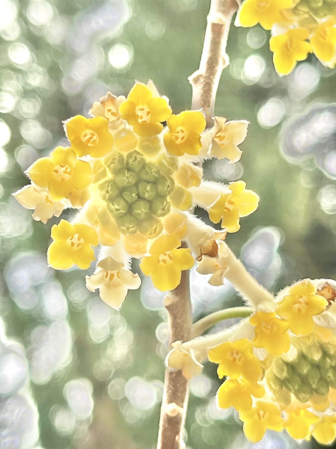 丹沢へ散歩。観音茶屋の前にミツマタ咲いて... / usawoさんのモーメント | YAMAP / ヤマップ