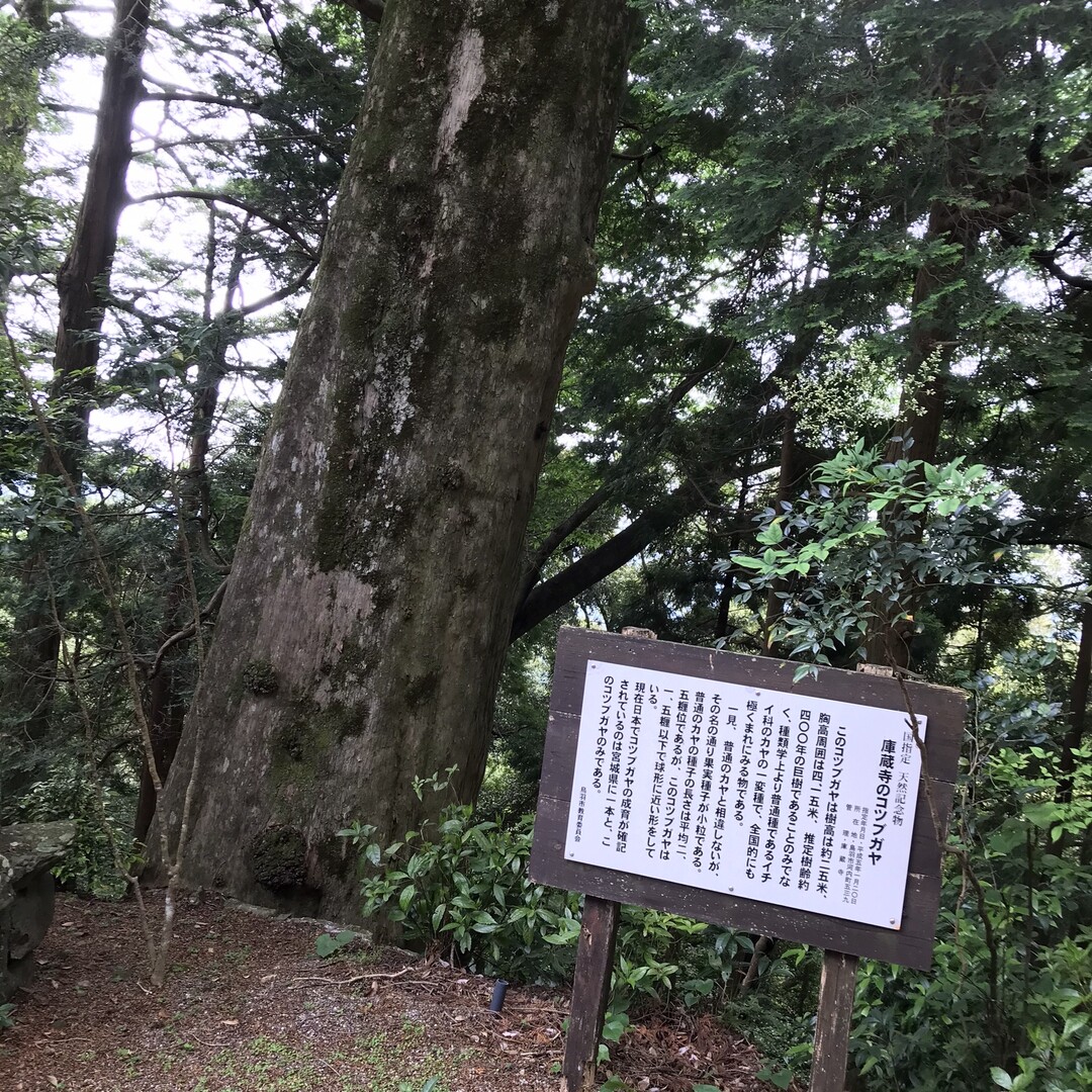 6/16朝熊山頂上ハイキング 6/9音無山 6/2丸山庫蔵寺他 / issanさんの伊勢市の活動データ | YAMAP / ヤマップ