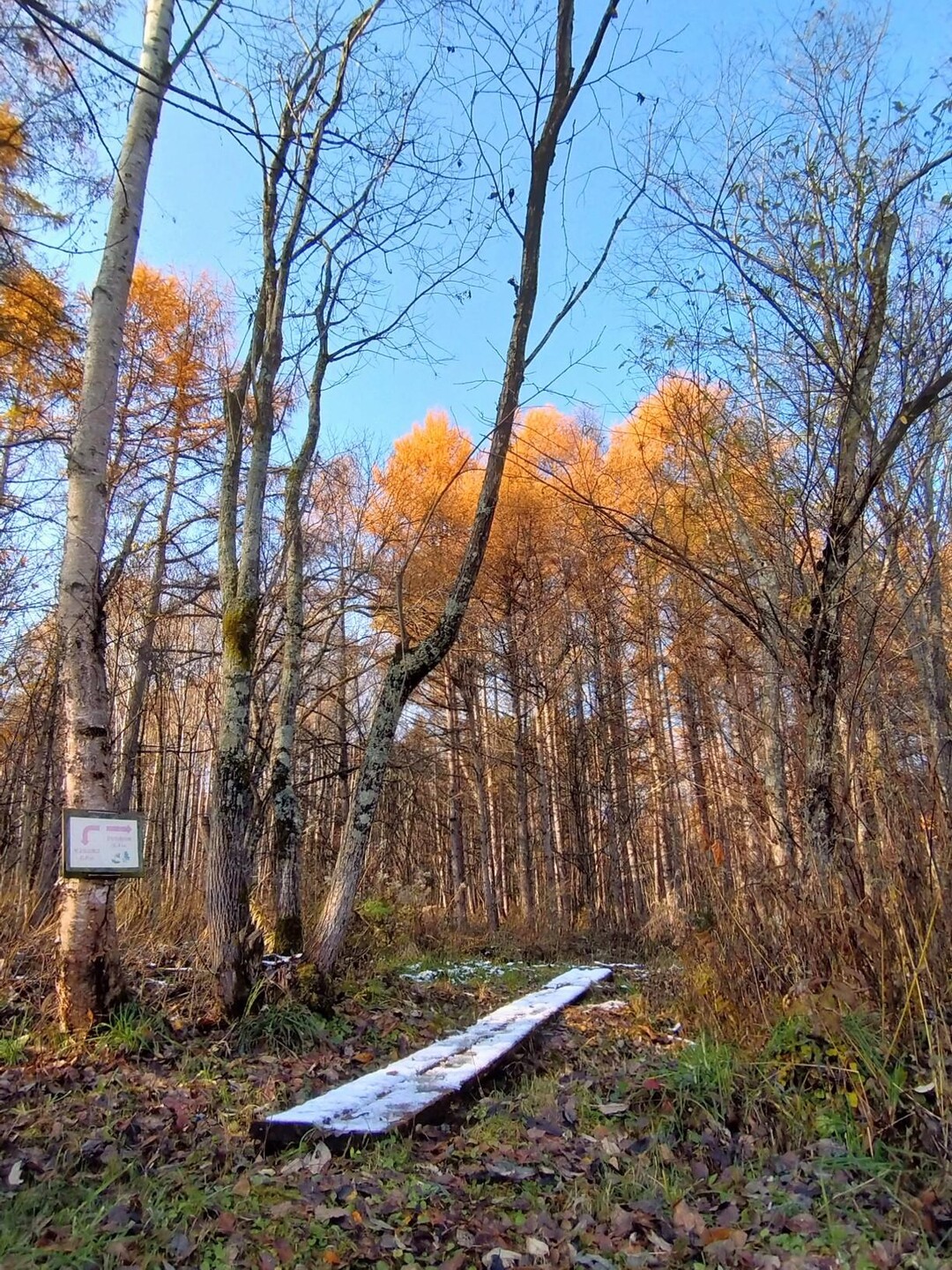 突哨山徘徊🏃‍♀️ / kiyo-ibaさんの鬼斗牛山の活動データ | YAMAP / ヤマップ