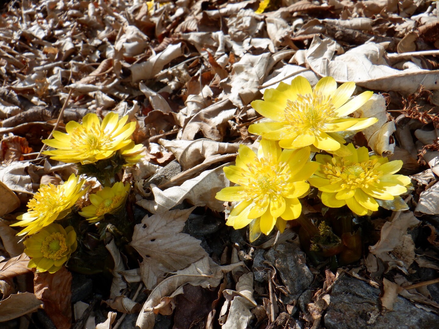 福寿草 / omiさんの登山の活動データ | YAMAP / ヤマップ