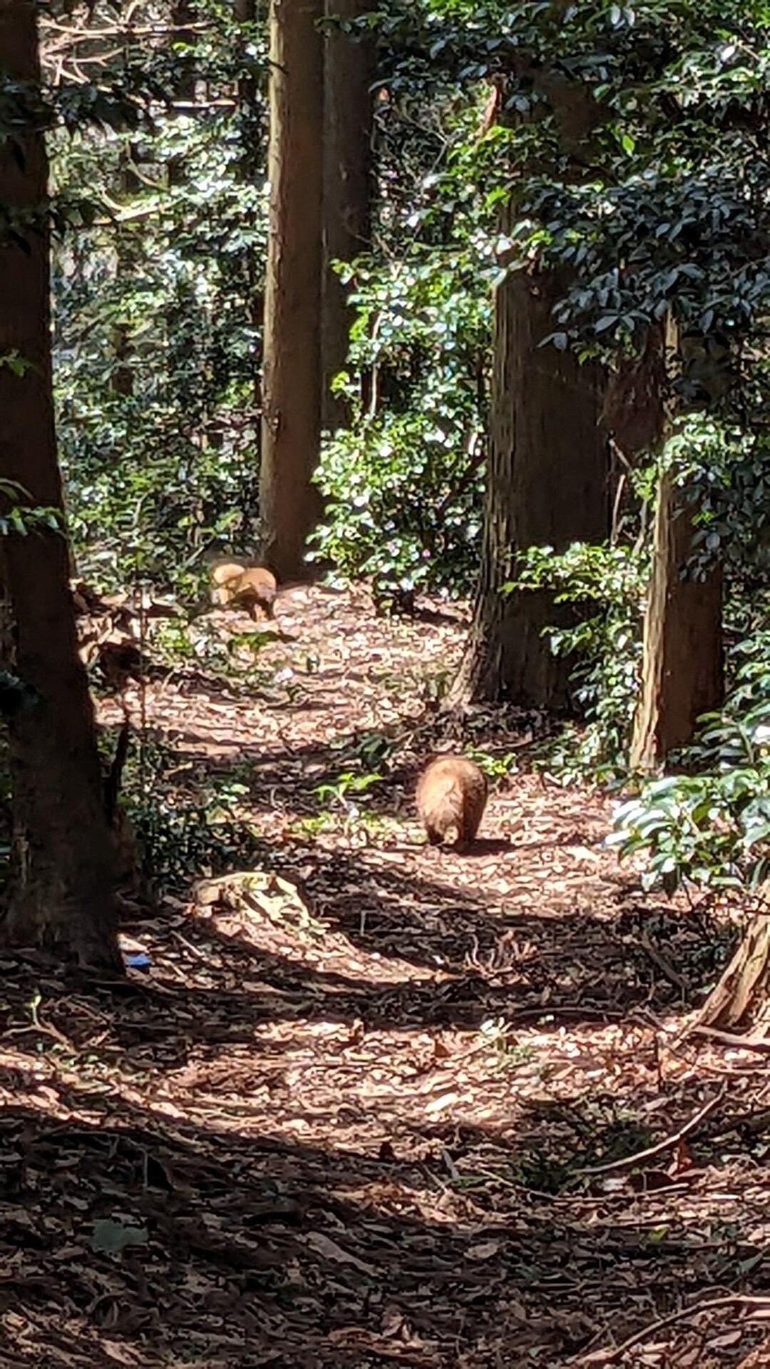 文殊山 1MJ🌸＋🦝 / トモスさんの文殊山の活動データ | YAMAP / ヤマップ