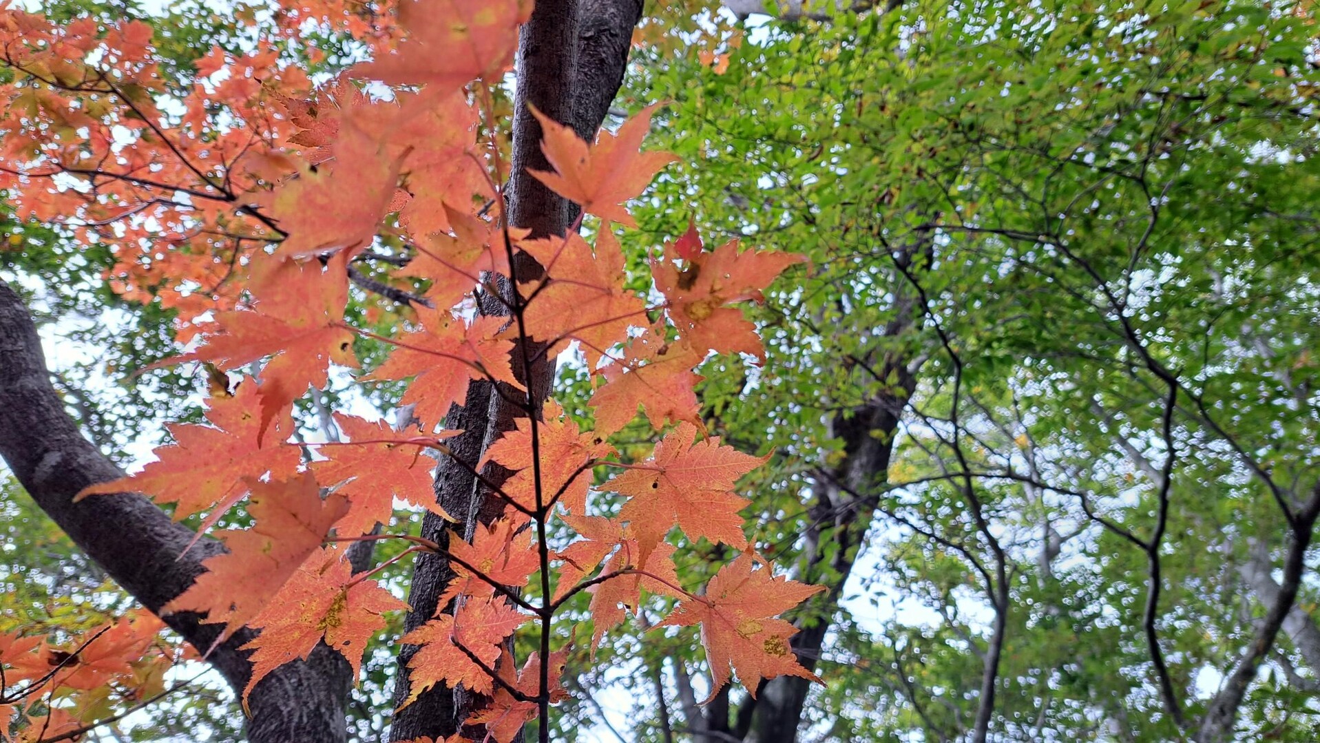 ハチケン谷～京丈山・平家山～平家山登山口 / aiさんの京丈山・雁俣山の活動データ | YAMAP / ヤマップ