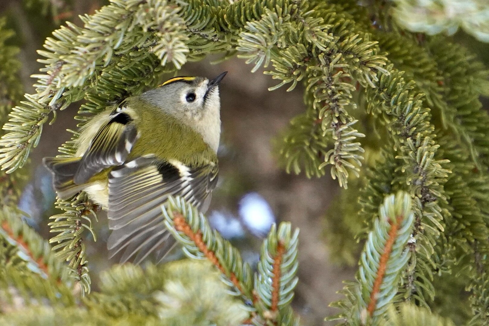 3週間ぶりのキクイタダキとその他🐦 3... / yosi＆ryoさんのモーメント | YAMAP / ヤマップ