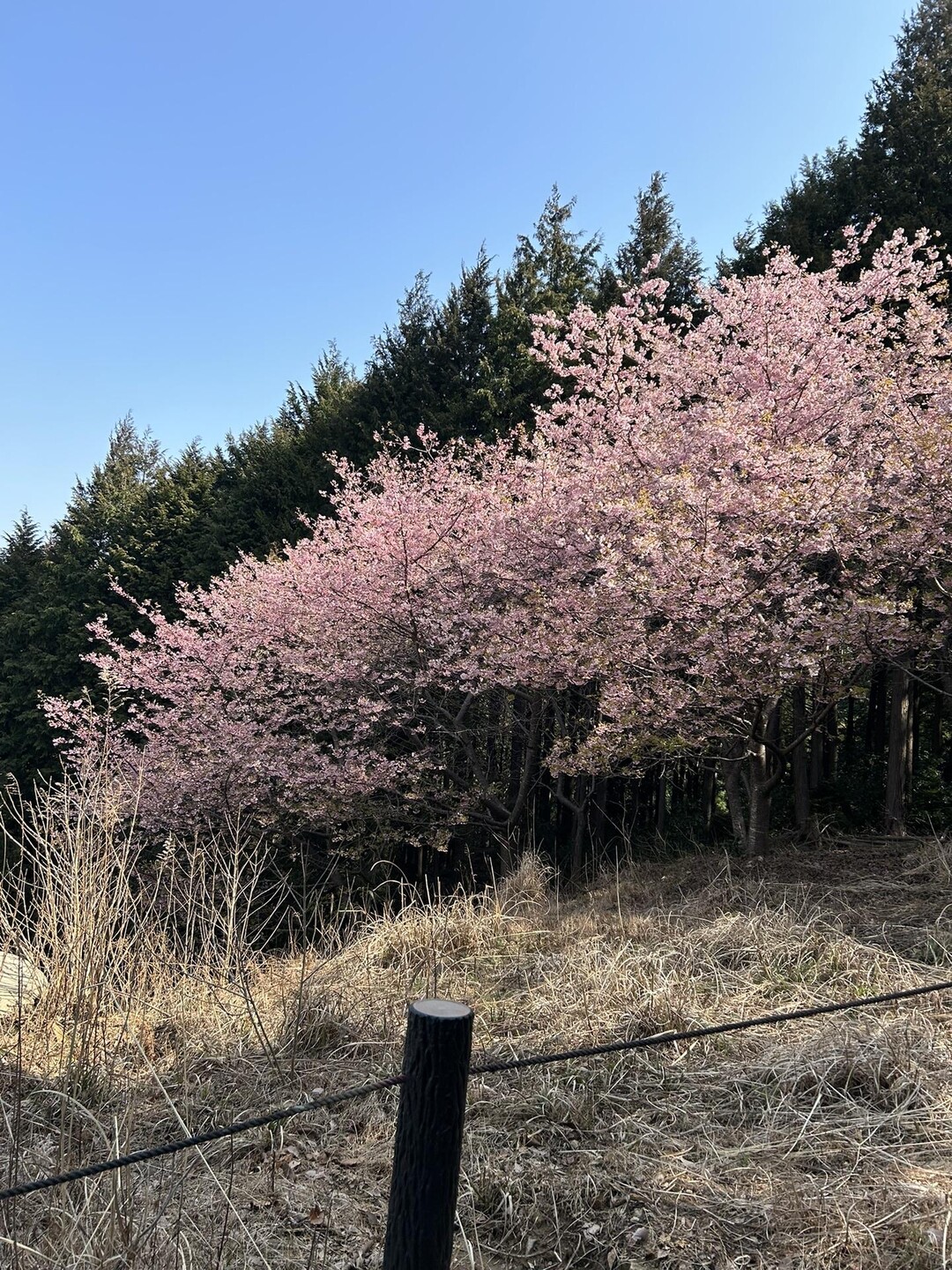 桑谷山 / 寅次郎1955さんの遠望峰山・桑谷山・聖山の活動データ | YAMAP / ヤマップ