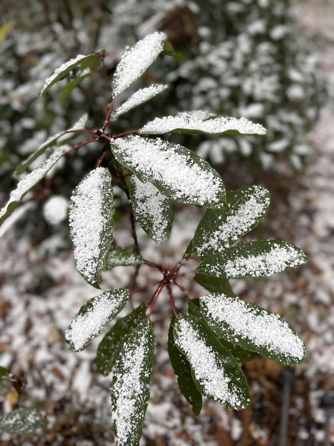 リトル比良 北小松〜近江高島 / aki.sさんの比良山地・武奈ヶ岳・釈迦岳の活動日記 | YAMAP / ヤマップ