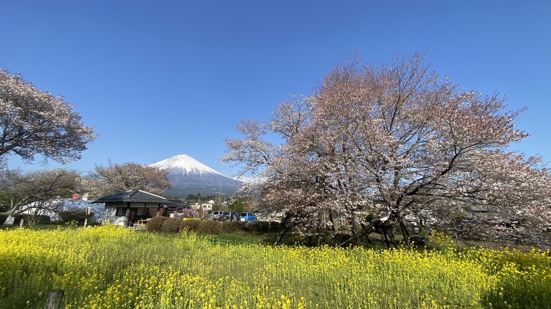 狩宿の下馬桜が満開でした。 / aoさんのモーメント | YAMAP / ヤマップ