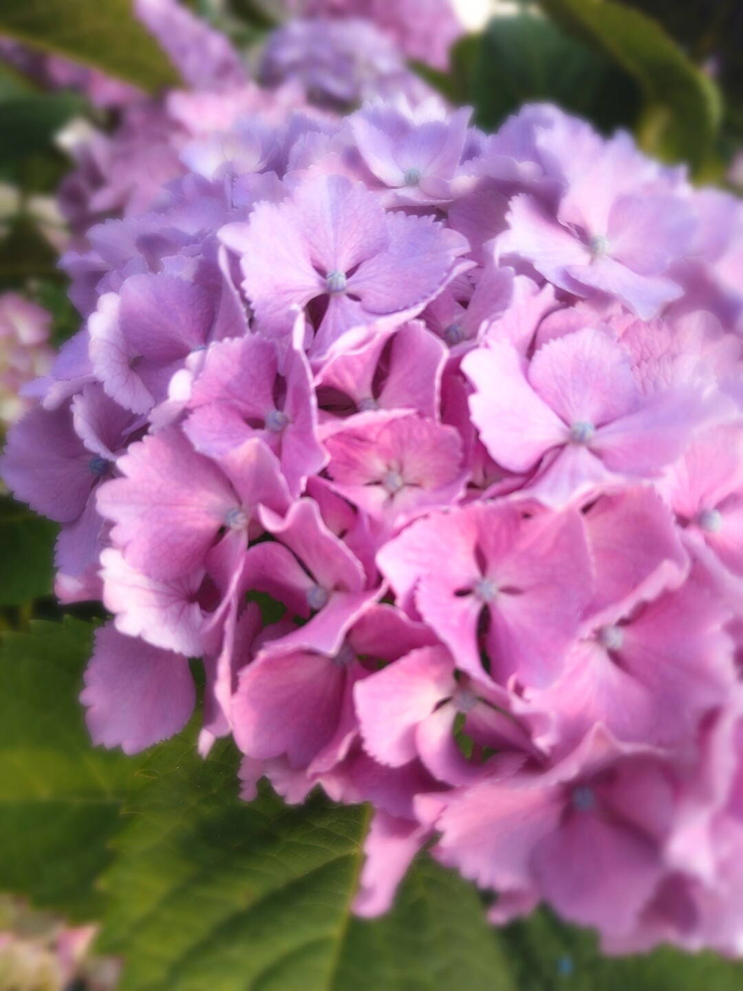 朝活。 皆さま☀おはようございます🌿 ... / natu さんのモーメント | YAMAP / ヤマップ