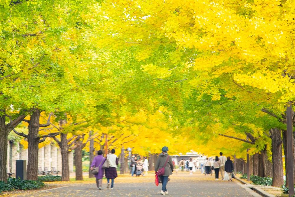 紅葉が綺麗だというので初めて立川の国営昭... / Kei2022さんのモーメント | YAMAP / ヤマップ