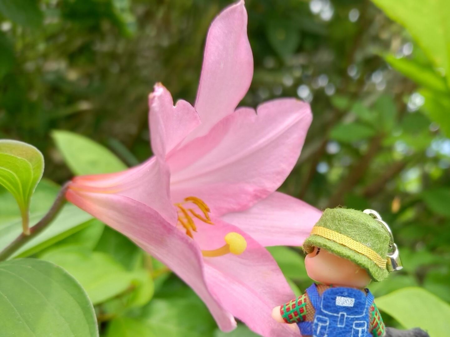 守門岳 / yamanamiさんの守門岳・大岳・網張山の活動データ | YAMAP / ヤマップ