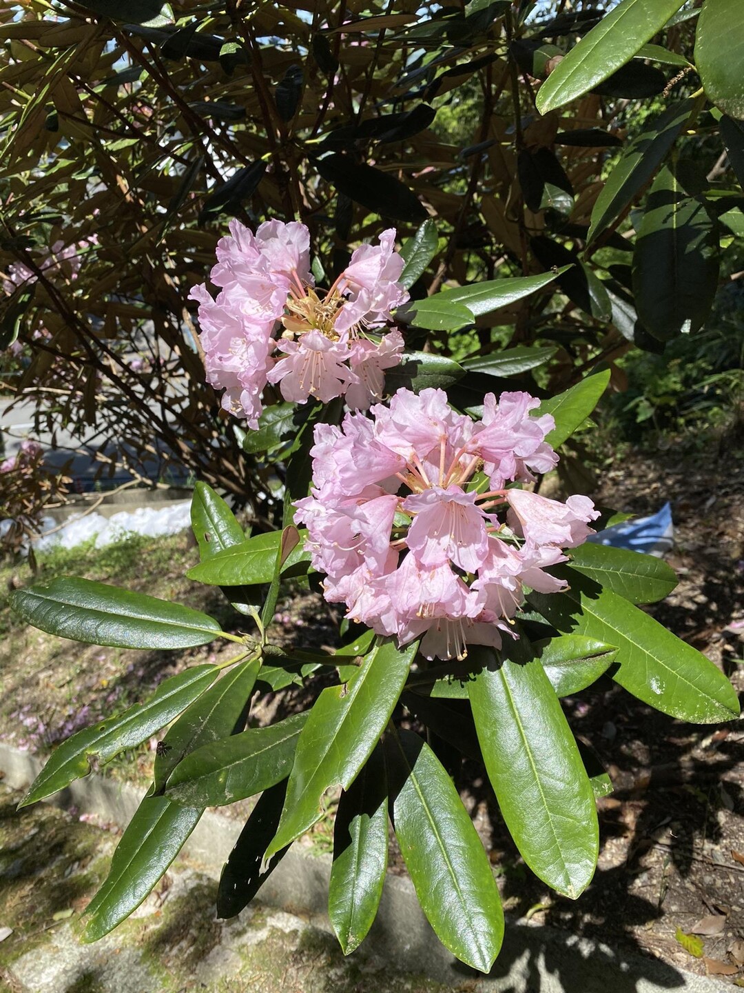 六甲山 / YASさんの六甲山・長峰山・摩耶山の活動データ | YAMAP / ヤマップ