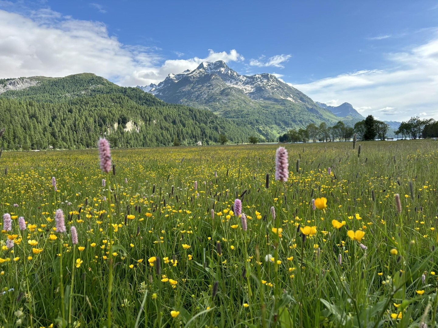 🇨🇭サンモリッツ&シルスマリア-2024-07-02 / ぷいぷいさんのウォーキングの活動データ | YAMAP / ヤマップ