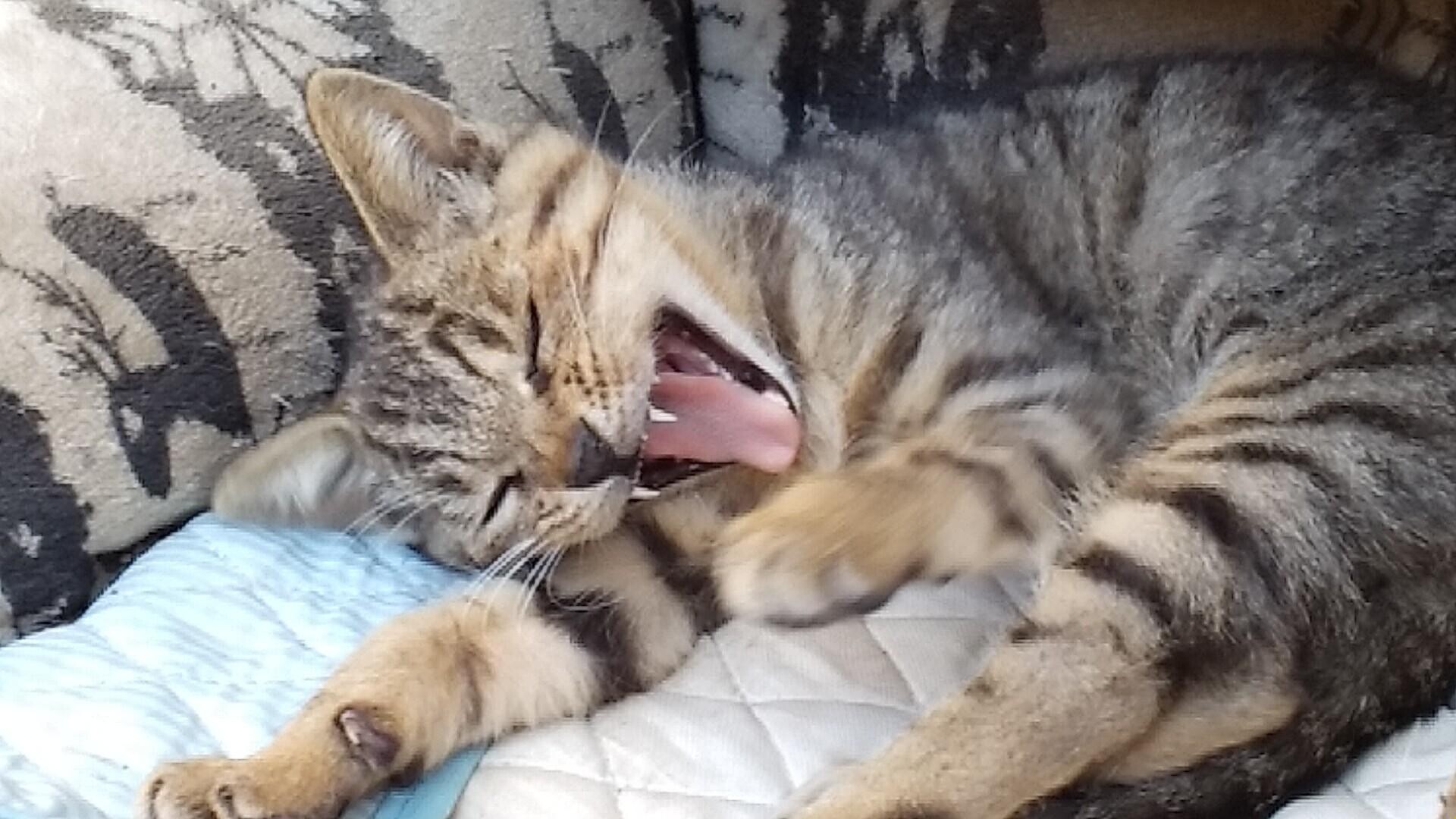 😺🐾 / ドラゴン7さんのモーメント | YAMAP / ヤマップ