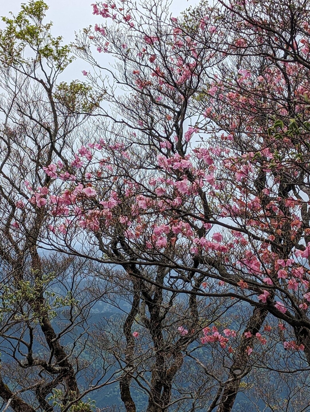 岩岳山でアカヤシオ / Te ruさんの蕎麦粒山・三合山・高塚山の活動データ | YAMAP / ヤマップ