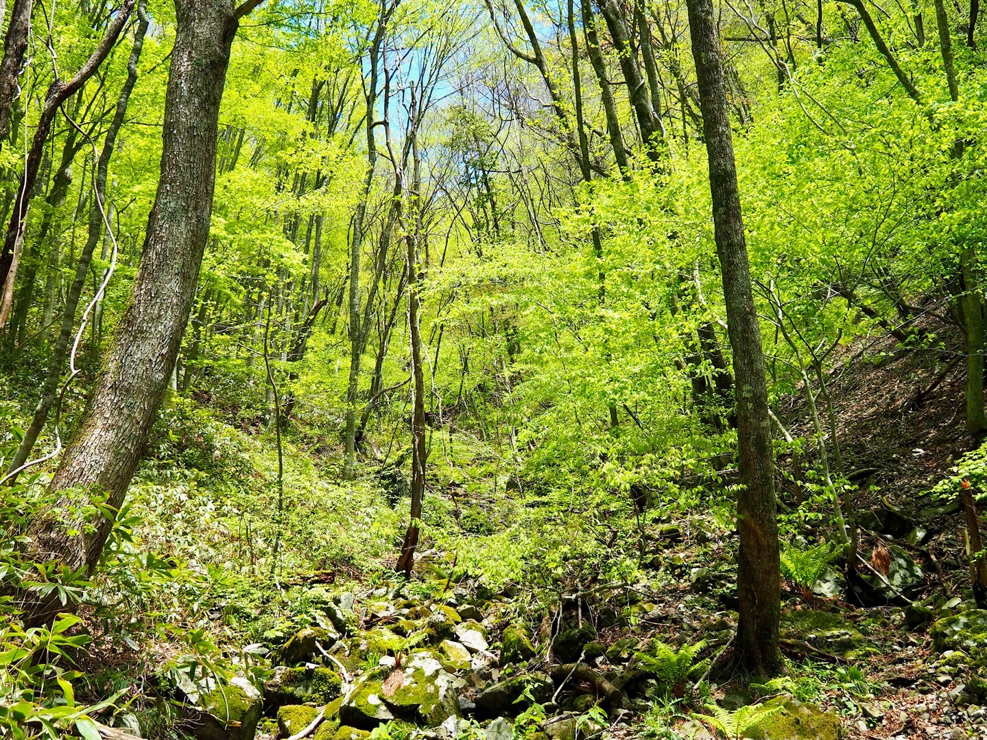 小五郎山さん 初めまして。 🍀🍀🍀... / Hideさんのモーメント | YAMAP / ヤマップ